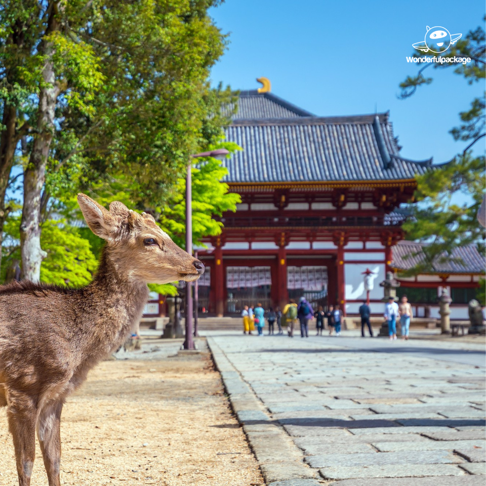 วิหารไม้ใหญ่ที่สุดในโลก วัดโทไดจิ (Todaiji)